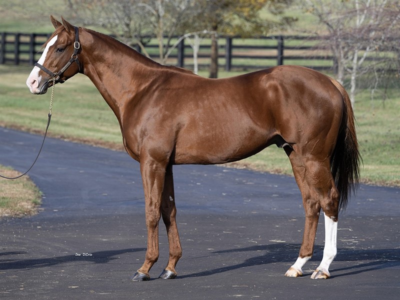 Warrant - Stallion Register Online