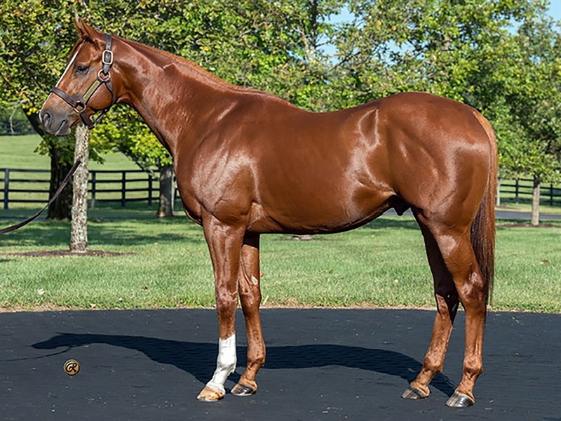 New Conformation Photos - Page 227 - Horse Racing Forum - USA ...