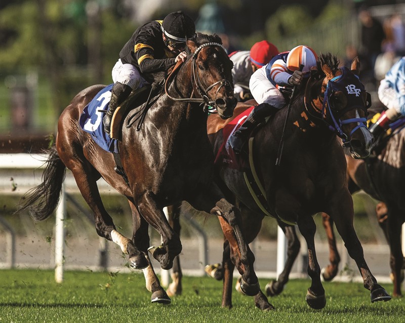 Chewing Gum - Stallion Register Online
