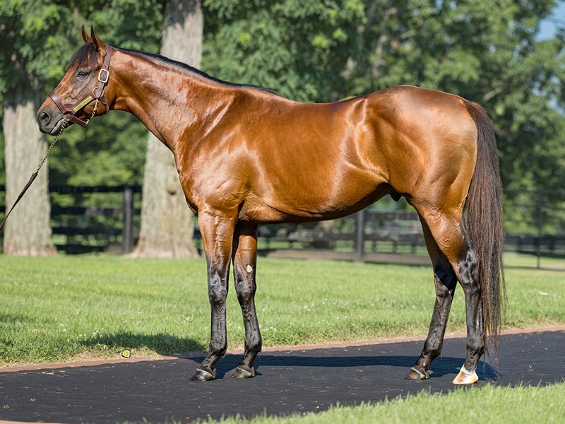 Gun Pilot - Stallion Register Online