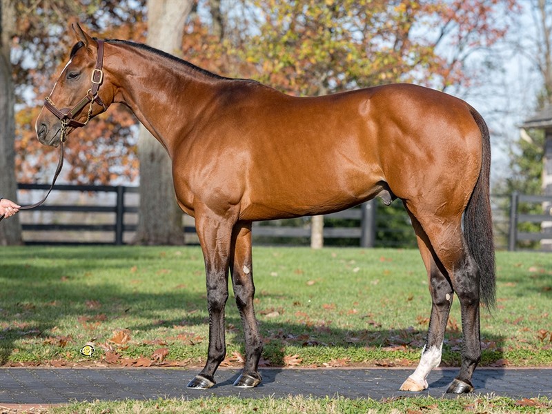 Newgate - Stallion Register Online