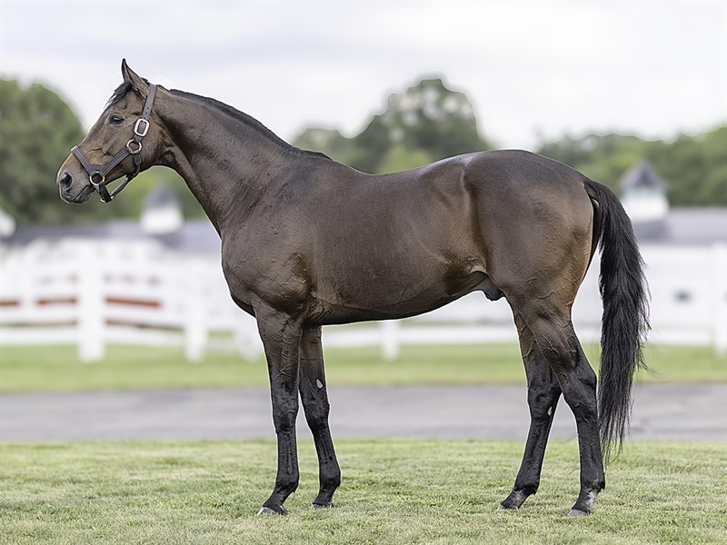 Segovia - Stallion Register Online