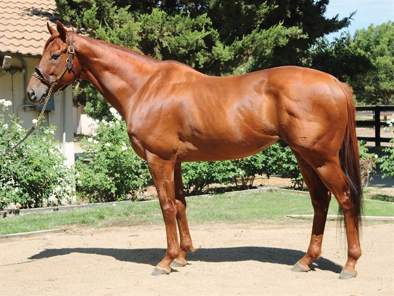 Red Run - Stallion Register Online