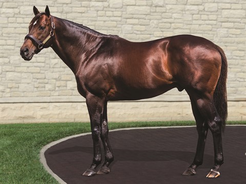 Ghostzapper - Stallion Register Online