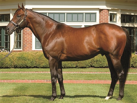 Candy Ride (ARG) - Stallion Register Online