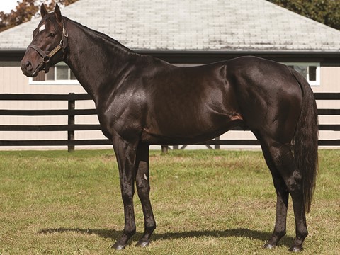 Court Vision - Stallion Register Online