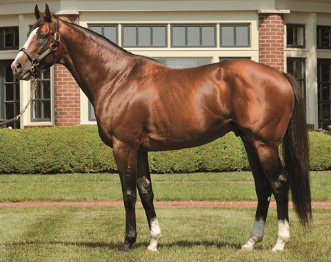 Union Rags - Stallion Register Online