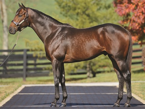 Stallions At Stud – For The Love of A.P. Indy