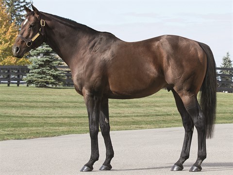 Point of Entry - Stallion Register Online
