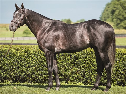 Cairo Prince - Stallion Register Online