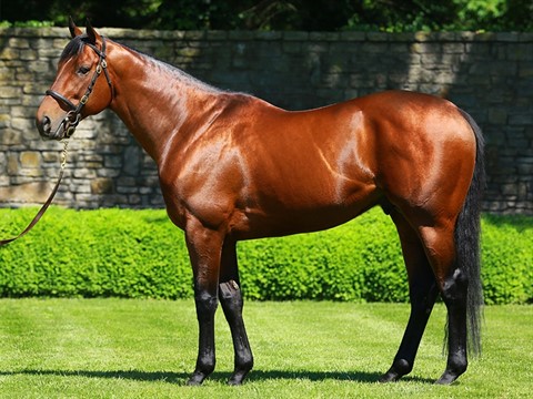American Pharoah - Stallion Register Online