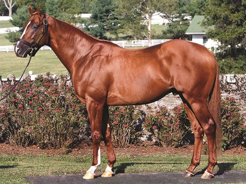 Tapiture - Stallion Register Online
