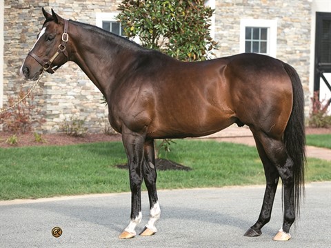 Golden Lad - Stallion Register Online