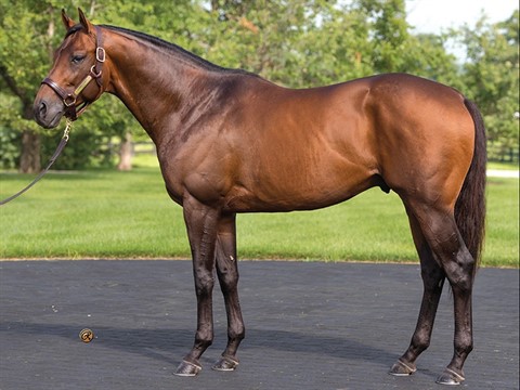 Stallions At Stud – For The Love of A.P. Indy