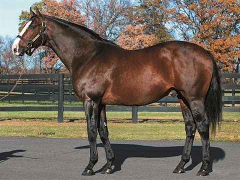 Stallions At Stud – For The Love of A.P. Indy