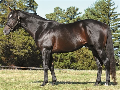 Mosler - Stallion Register Online
