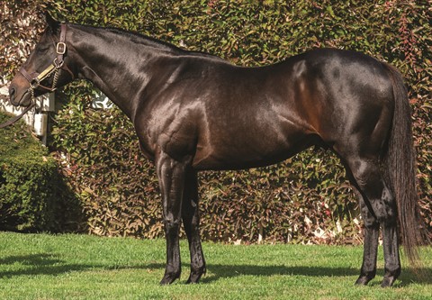 New Conformation Photos - Page 169 - Horse Racing Forum - USA ...