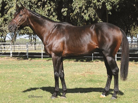Tamarando - Stallion Register Online