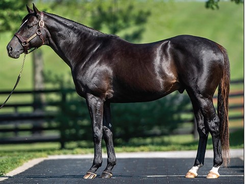 Midnight Storm - Stallion Register Online