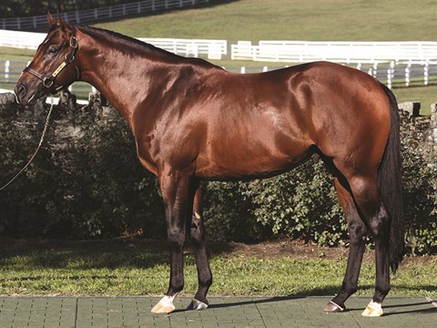 jockey club stallion registry - Neida Rawlins