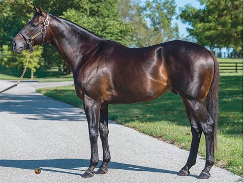 Mor Spirit - Stallion Register Online