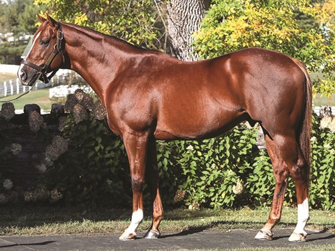 Bee Jersey - Stallion Register Online