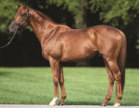 Qurbaan - Stallion Register Online