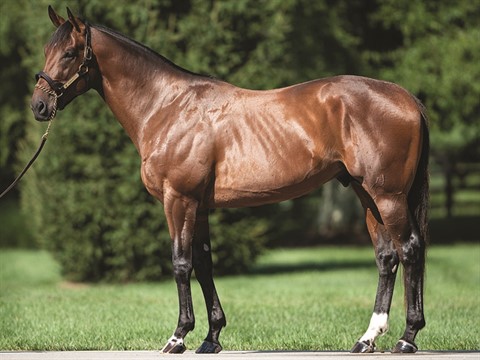 New Conformation Photos - Page 148 - Horse Racing Forum - USA ...