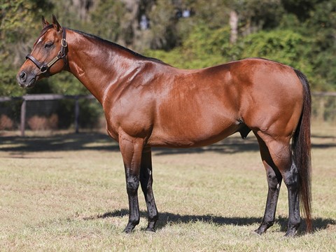 Rogueish - Stallion Register Online