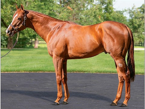 Promises Fulfilled - Stallion Register Online