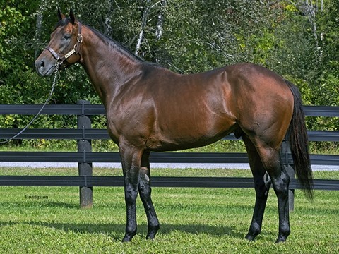 King for a Day - Stallion Register Online