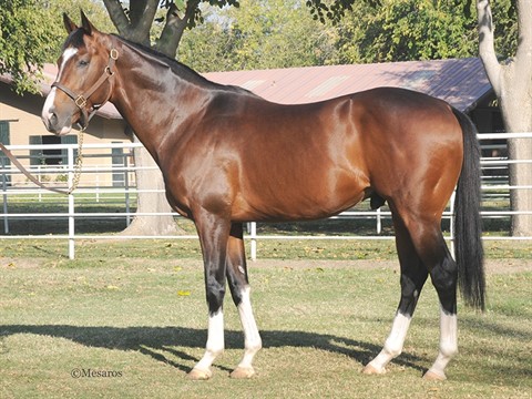 Cistron - Stallion Register Online