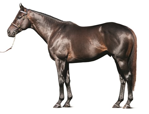 Maxfield - Stallion Register Online
