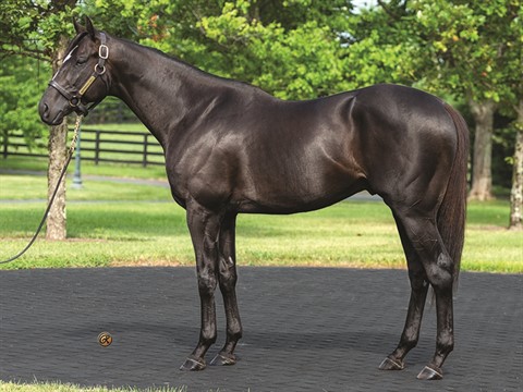 Independence Hall - Stallion Register Online