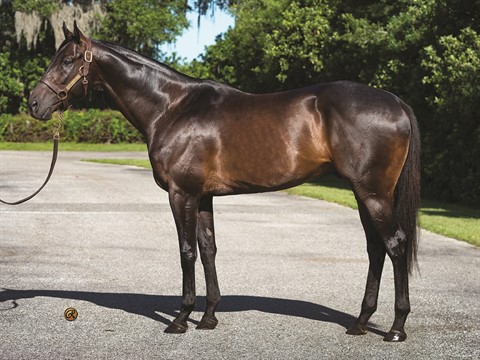 Uncle Chuck - Stallion Register Online