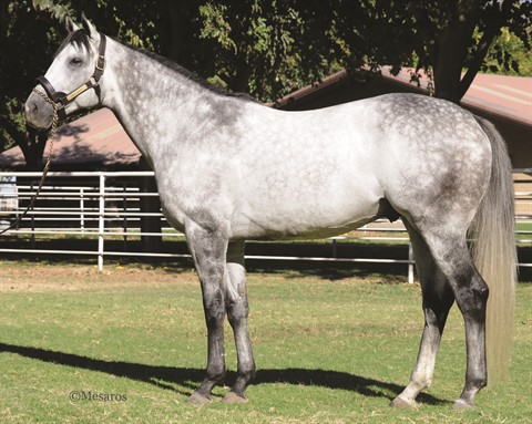 Halladay - Stallion Register Online