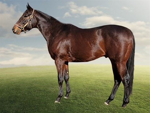 Very Cool - Stallion Register Online