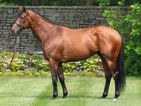 Epicenter - Stallion Register Online