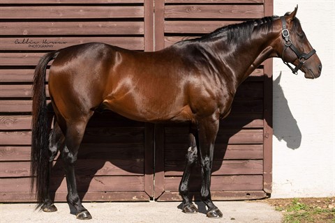 Jackson - Stallion Register Online