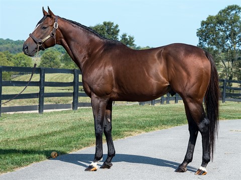 Nero - Stallion Register Online