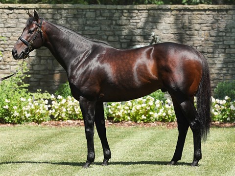 Gunite - Stallion Register Online