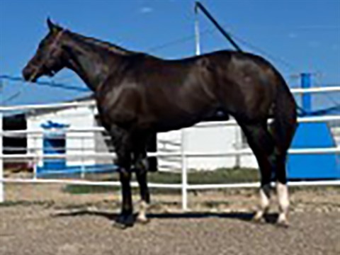Super Stock - Stallion Register Online