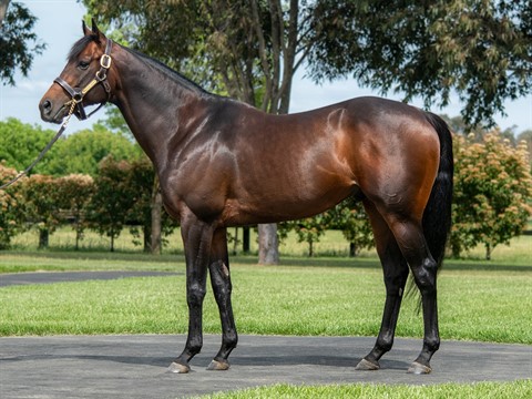 New Conformation Photos - Page 227 - Horse Racing Forum - USA ...