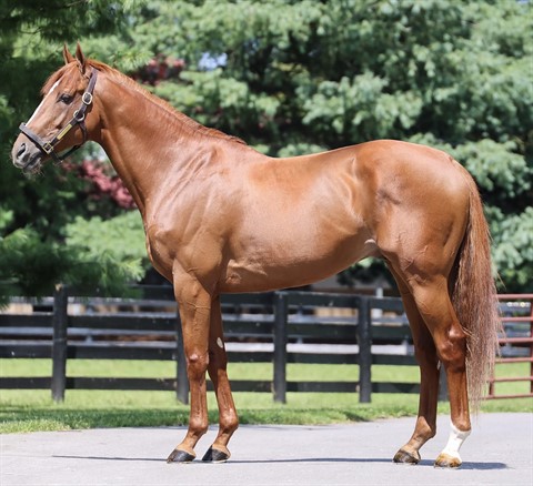 Rich Strike - Stallion Register Online