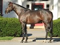 Oxbow - Stallion Register Online