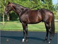 Paynter - Stallion Register Online