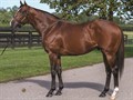 Gormley - Stallion Register Online