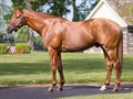 Gun Runner - Stallion Register Online