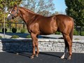 Good Magic - Stallion Register Online