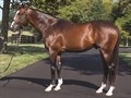 Authentic - Stallion Register Online